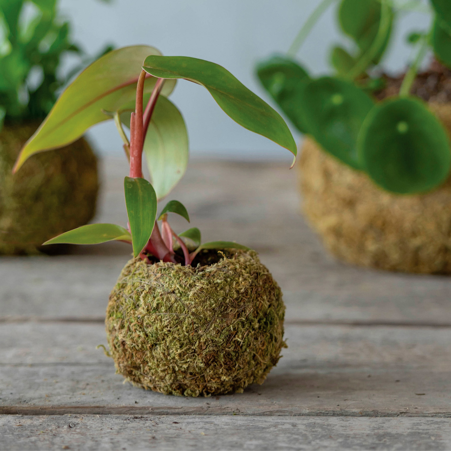 Kit kokedama | Natura e | Casa e giardino | Giochi per Bambini e ...